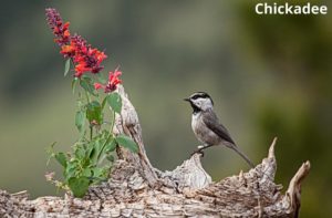 10 Interesting Animals That Eat Nectar! with Pictures! - Animal Quarters