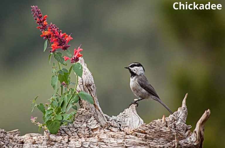 10 Interesting Animals That Eat Nectar! with Pictures! - Animal Quarters
