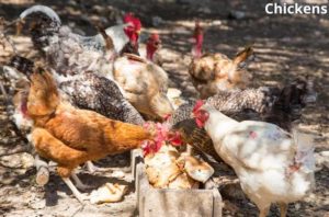 10 Awesome Animals That Eat Bread! See Pictures - Animal Quarters