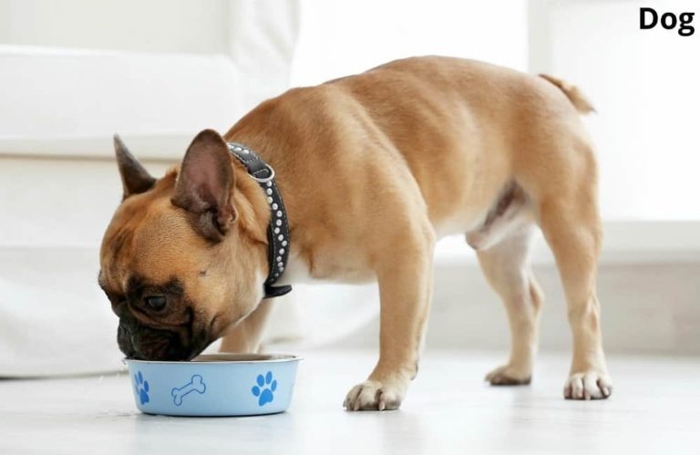 What Animals Eat Peaches! (12 Examples + Pictures) - Animal Quarters