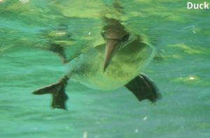 9 Villainous Animals That Eat Leeches! - Animal Quarters