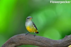 10 Interesting Animals That Eat Nectar! with Pictures! - Animal Quarters