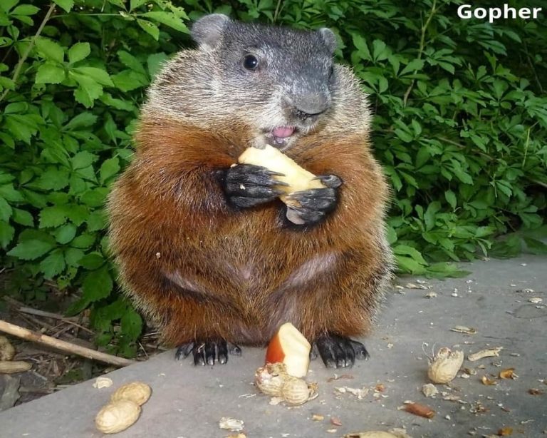 Animals That Eat Apples! (14 Examples with Pictures) - Animal Quarters