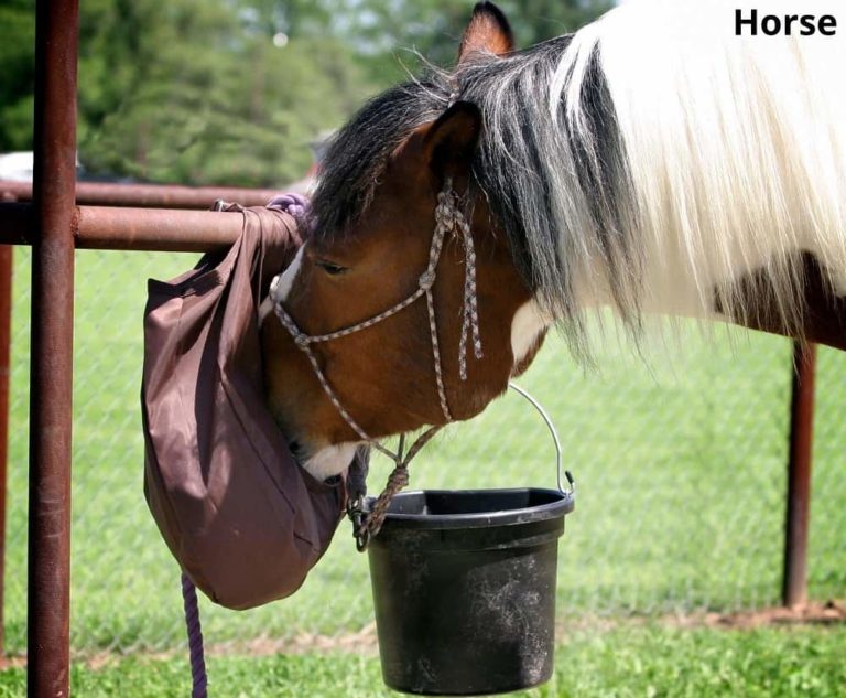 7 Fascinating Animals That Eat Turnips! - Animal Quarters