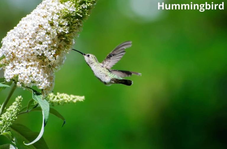 10 Interesting Animals That Eat Nectar! with Pictures! - Animal Quarters