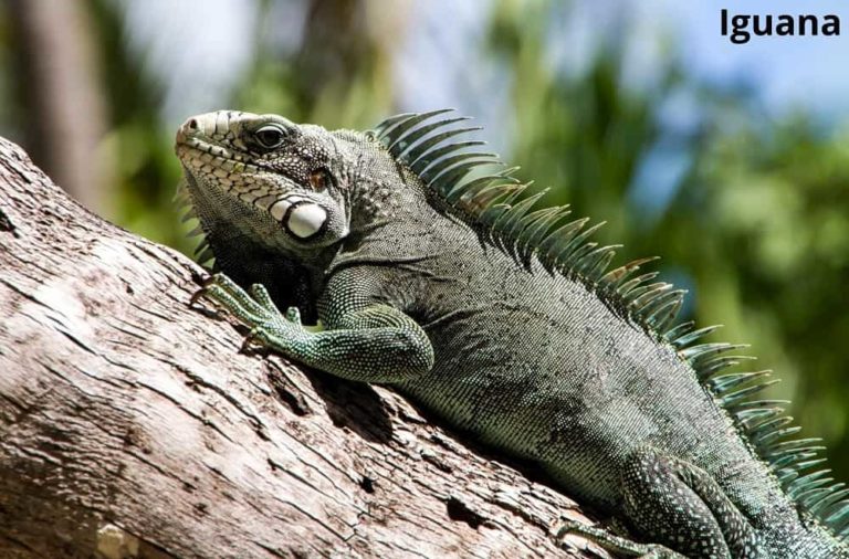 What Animals Have Webbed Feet? 11 Examples with Pictures - Animal Quarters