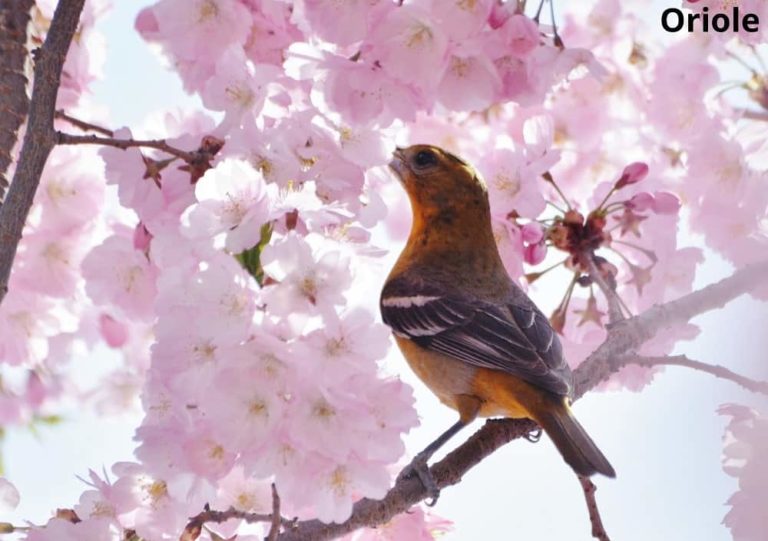 10 Interesting Animals That Eat Nectar! with Pictures! - Animal Quarters