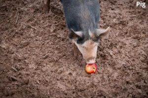 Animals That Eat Apples! (14 Examples with Pictures) - Animal Quarters