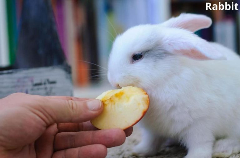 Animals That Eat Apples! (14 Examples with Pictures) - Animal Quarters
