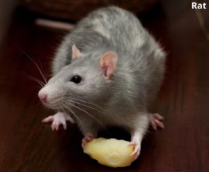 What Animals Eat Potatoes! (7 Examples with Pictures) - Animal Quarters