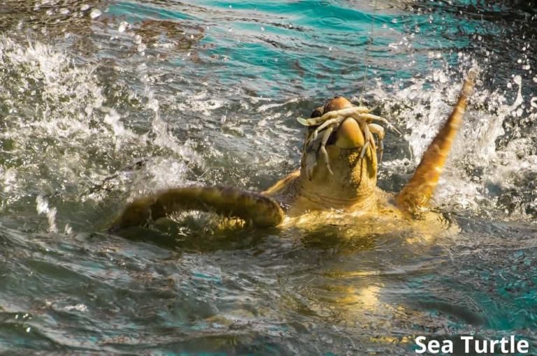 What Eats Crabs? 11 Animals That Eat Crabs! - Animal Quarters