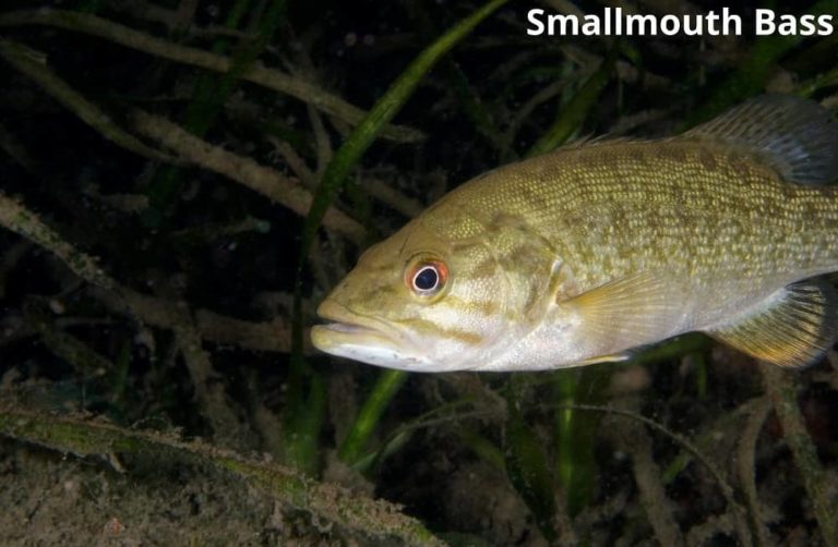 9 Villainous Animals That Eat Leeches! - Animal Quarters