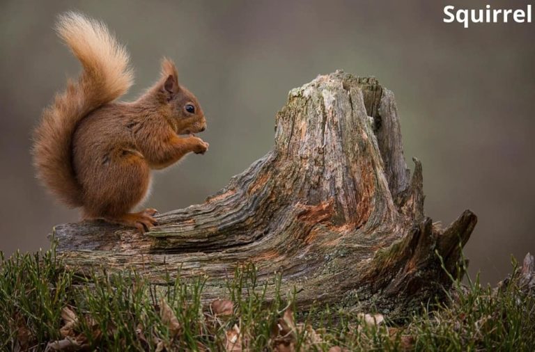 9 Interesting Animals That Eat Wood! See Pictures - Animal Quarters