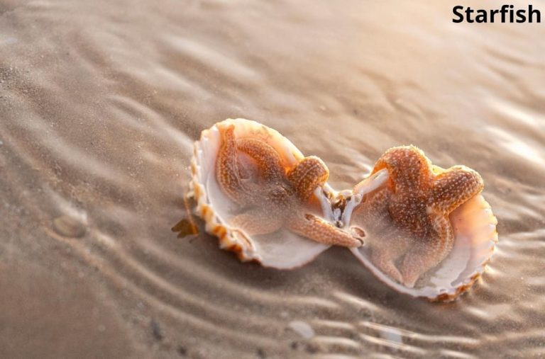 10 Awesome Animals That Eat Clams! - Animal Quarters