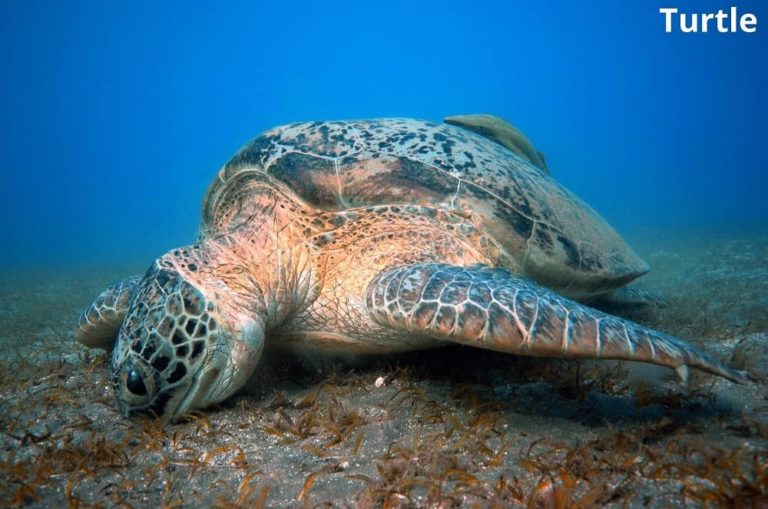 9 Villainous Animals That Eat Leeches! - Animal Quarters