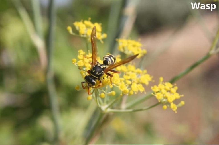 10 Interesting Animals That Eat Nectar! with Pictures! - Animal Quarters
