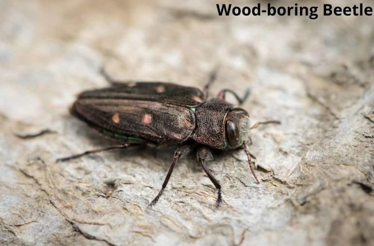 9 Interesting Animals That Eat Wood! See Pictures - Animal Quarters