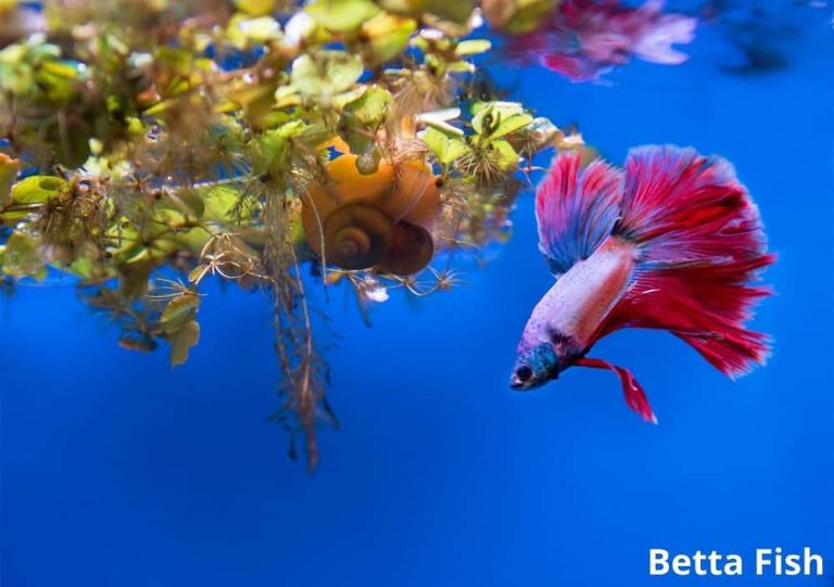 What Eats Seaweed? 9 Seaweed Eating Animals! - Animal Quarters