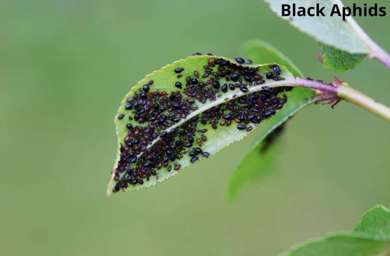 What Animals Eat Mint Plants? 7 Examples with Pictures! - Animal Quarters