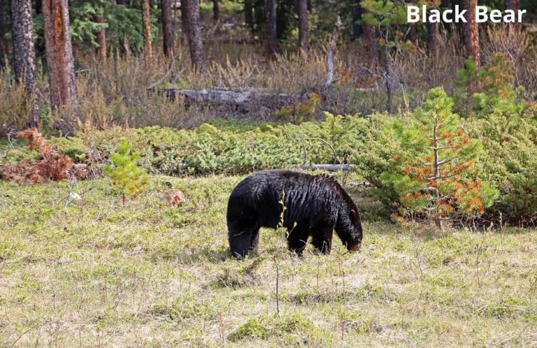 What Animals Eat Chestnuts? (11 Examples + Pictures) - Animal Quarters