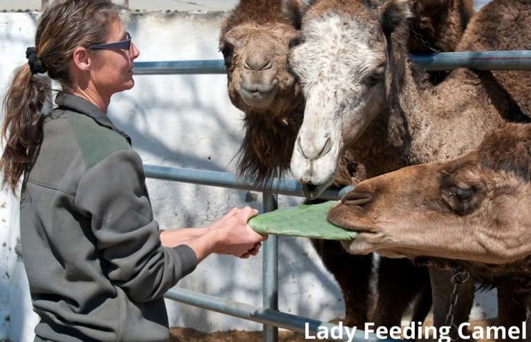 What Animals Eat Cactus? 14 Animals That Eat Cacti - Animal Quarters