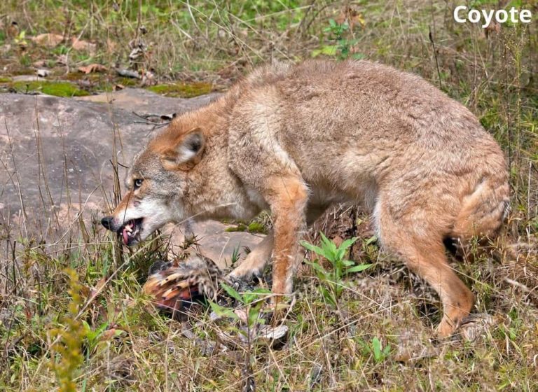 Animals That Eat Garbage! (13 Trash Eating Animals) - Animal Quarters