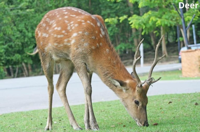 What Animals Eat Chestnuts? (11 Examples + Pictures) - Animal Quarters