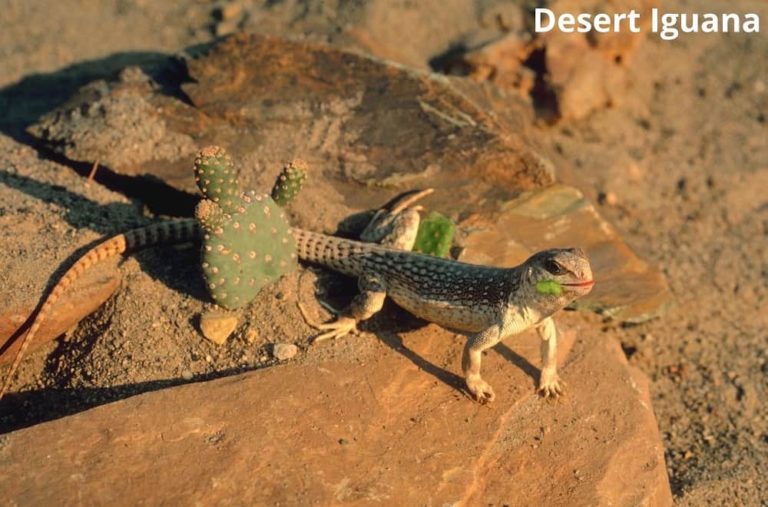 What Animals Eat Cactus? 14 Animals That Eat Cacti - Animal Quarters