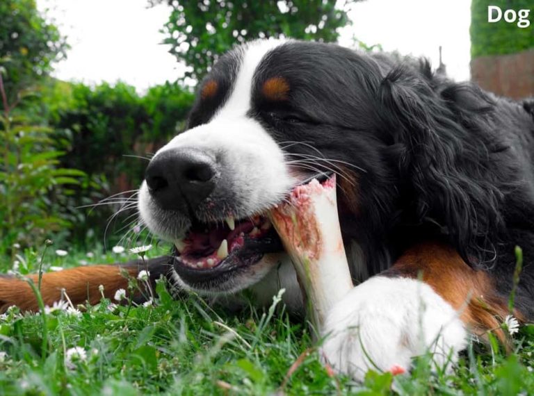 What Animals Eat Bones? 11 Animals That Eat Bones - Animal Quarters
