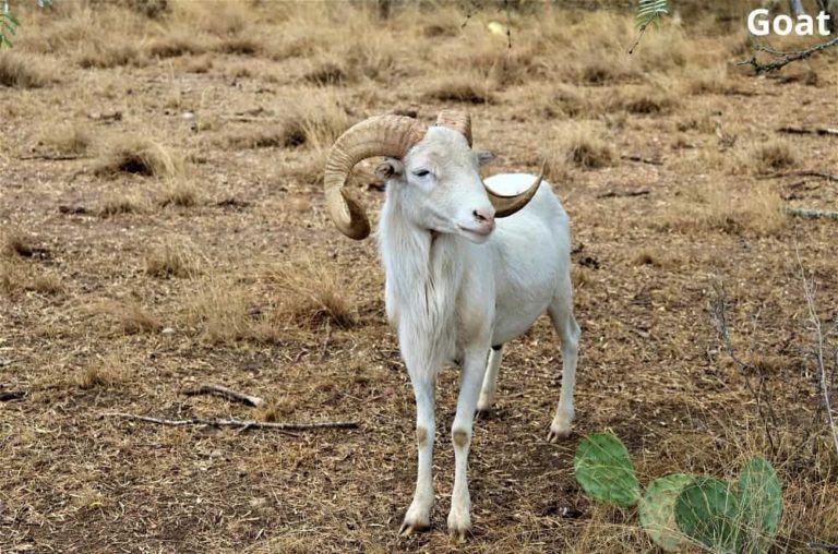 What Animals Eat Cactus? 14 Animals That Eat Cacti - Animal Quarters