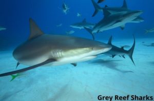 What Animals Hunt in Packs? (8 Examples with Pictures) - Animal Quarters
