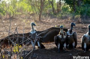 What Animals Hunt in Packs? (8 Examples with Pictures) - Animal Quarters