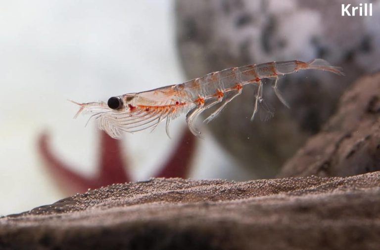 What Eats Seaweed? 9 Seaweed Eating Animals! - Animal Quarters