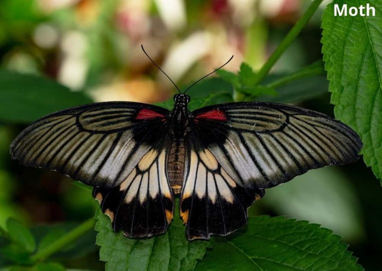 What Animals Eat Mint Plants? 7 Examples with Pictures! - Animal Quarters