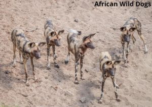 What Animals Hunt in Packs? (8 Examples with Pictures) - Animal Quarters