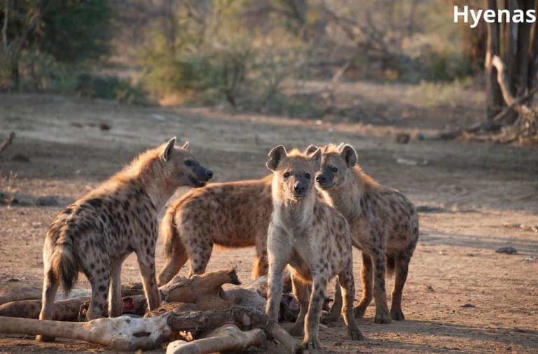 What Animals Hunt in Packs? (8 Examples with Pictures) - Animal Quarters