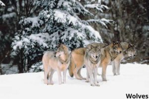 What Animals Hunt in Packs? (8 Examples with Pictures) - Animal Quarters