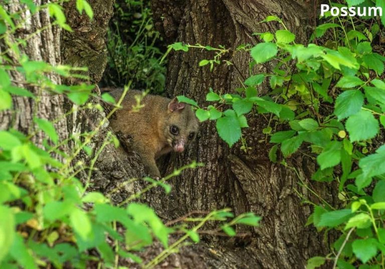 What Animals Eat Grapes? 9 Examples with Pictures! - Animal Quarters