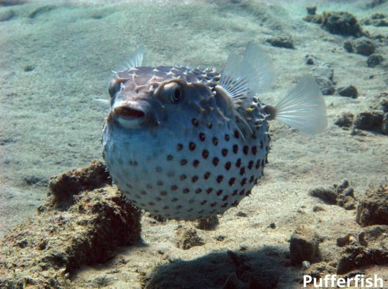 What Animals Eat Carrots! (15 Examples with Pictures) - Animal Quarters