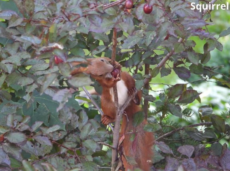 What Animals Eat Cherries? See Pictures! - Animal Quarters