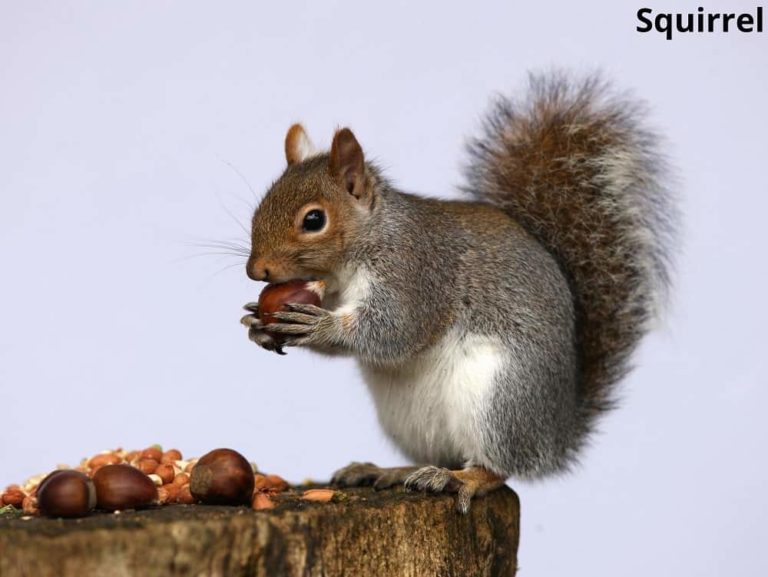 What Animals Eat Chestnuts? (11 Examples + Pictures) - Animal Quarters