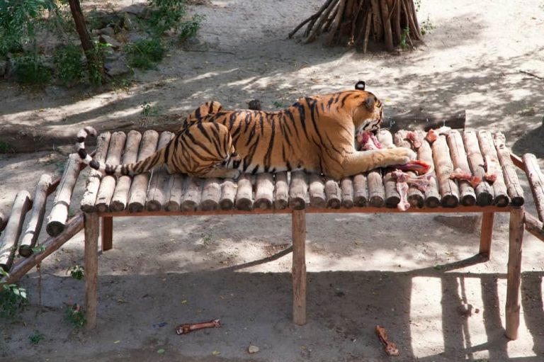 What Animals Eat Bones? 11 Animals That Eat Bones - Animal Quarters