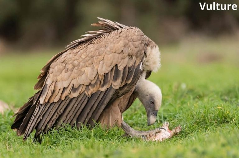 What Animals Eat Bones? 11 Animals That Eat Bones - Animal Quarters