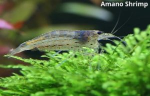 What Animals Eat Moss? 7 Examples with Pictures! - Animal Quarters