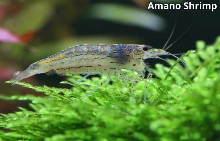 What Animals Eat Moss? 7 Examples with Pictures! - Animal Quarters