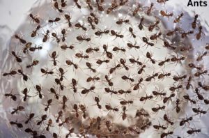 Animals That Float on Water! (7 Examples of Floating Animals) - Animal ...