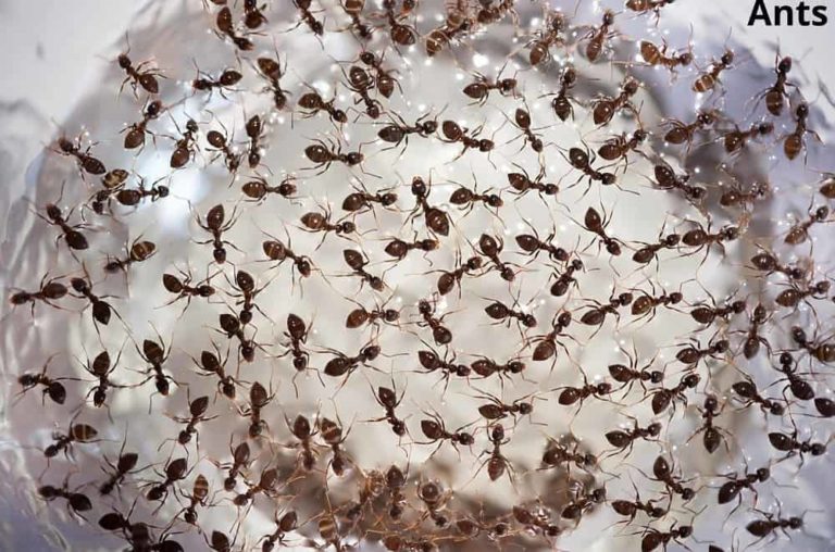 Animals That Float on Water! (7 Examples of Floating Animals) - Animal ...