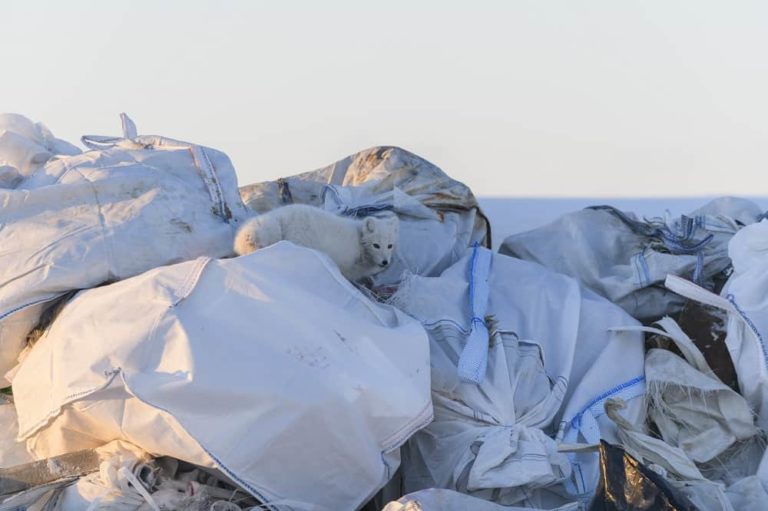 Animals That Eat Garbage! (13 Trash Eating Animals) - Animal Quarters