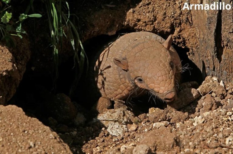 10 Examples of Animals That Live in a Den! See Pictures - Animal Quarters