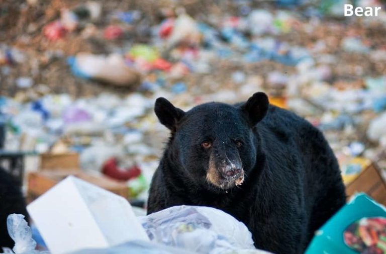 Animals That Eat Garbage! (12 Trash Eating Animals) - Animal Quarters